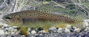 Apache trout for Kids