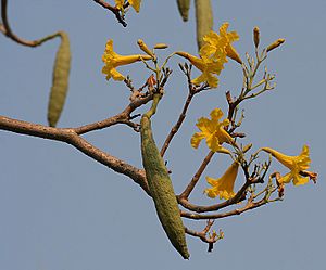 Tabebuia Facts for Kids