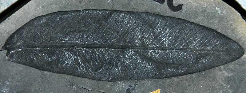 Image: Glossopteris sp. (fossil leaf) (Permian; Antarctica) 1 ...