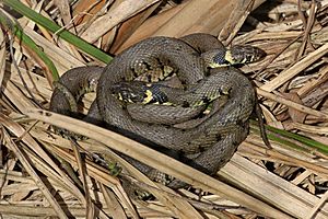 Grass snake Facts for Kids