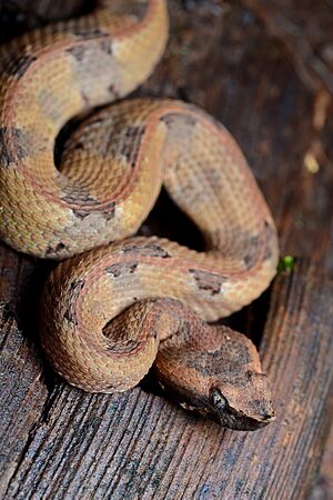 Porthidium nasutum Facts for Kids