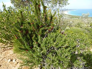 Dense clawflower Facts for Kids