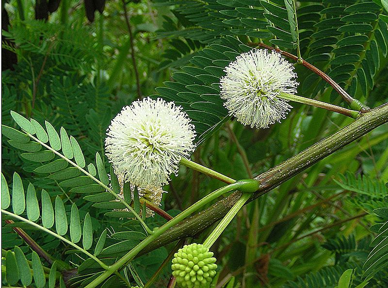 Image: Enterolobium cyclocarpum, flower of the Guanacaste tree ...