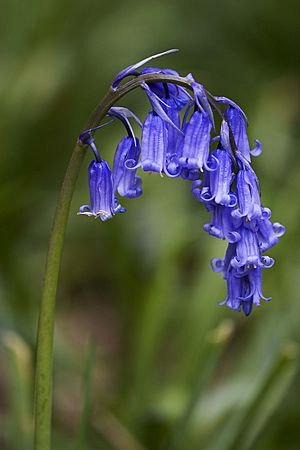 Bluebell Facts for Kids