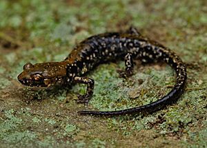 Pigeon Mountain salamander Facts for Kids