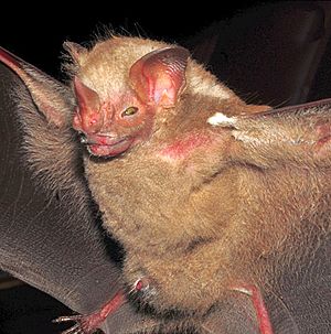Ipanema bat Facts for Kids