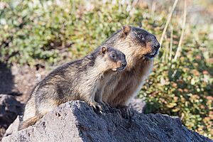 Black-capped marmot Facts for Kids