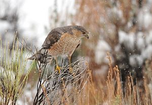 Cooper's hawk Facts for Kids
