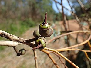 Yeate (tree) Facts for Kids