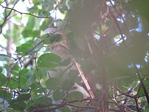 Grenada dove Facts for Kids