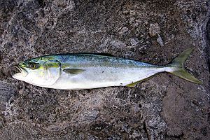 Baby Amberjack