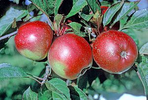 Splendour (apple) Facts for Kids