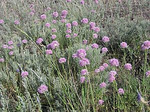 Allium saxatile Facts for Kids