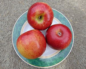 Cripps Red Facts for Kids