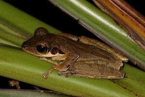 Dark-eared treefrog Facts for Kids