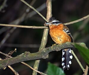 Ferruginous antbird Facts for Kids