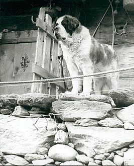St. Bernard (dog) Facts for Kids