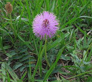 Sunshine mimosa Facts for Kids