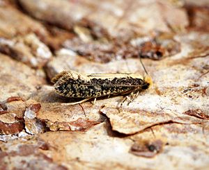Pale-backed clothes moth Facts for Kids