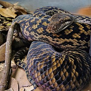 Australian scrub python Facts for Kids