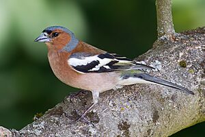 Eurasian chaffinch Facts for Kids