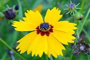 Golden-mane coreopsis Facts for Kids