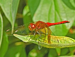 Band-winged meadowhawk Facts for Kids