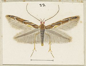 Pyroderces apparitella Facts for Kids