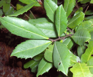 Carolina holly Facts for Kids
