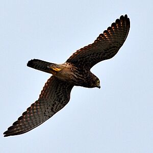 Spotted kestrel Facts for Kids