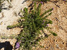 Eremaea violacea Facts for Kids