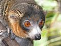Lemur Facts for Kids