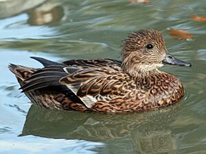 Falcated duck Facts for Kids