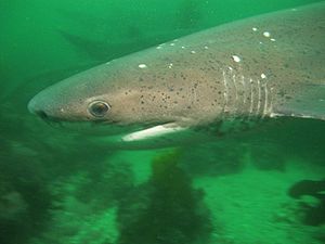 Tasmanian numbfish Facts for Kids