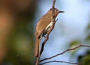Philippine bulbul Facts for Kids