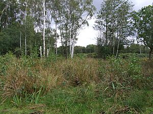 Askham Bog Facts for Kids