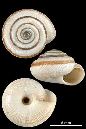 Helicopsis striata for Kids