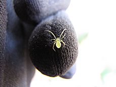 Hawaiian happy-face spider Facts for Kids