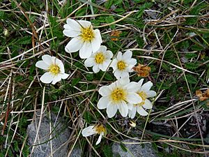 The Burren Facts for Kids