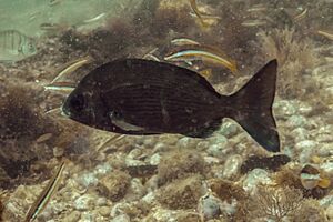 Black seabream Facts for Kids