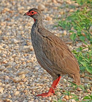 Red-necked spurfowl Facts for Kids