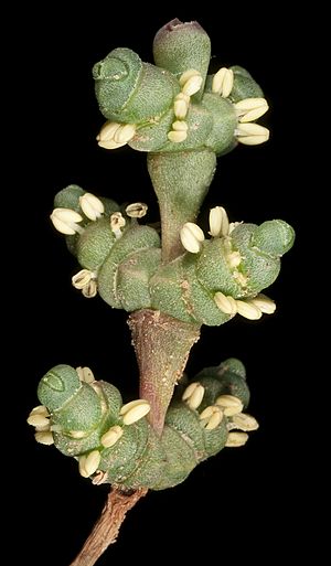 Tecticornia Facts for Kids