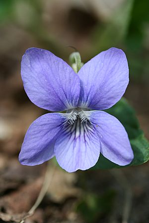 Common dog-violet Facts for Kids