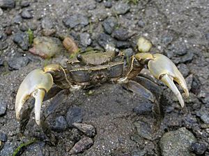 Helice tridens Facts for Kids