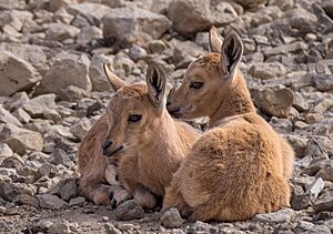 Nubian ibex Facts for Kids