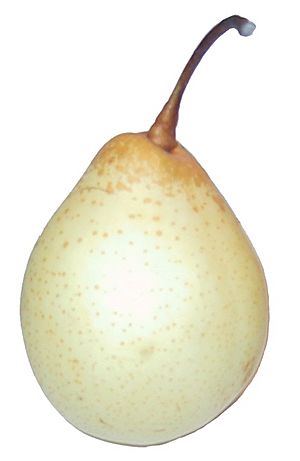 Chinese white pear Facts for Kids
