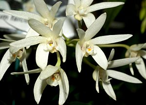 Beech orchid Facts for Kids