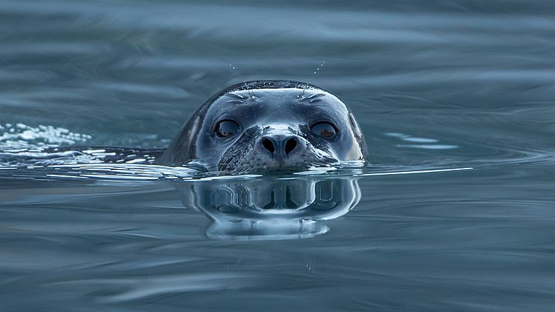 Harbor seal Facts for Kids