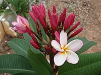 Plumeria Facts for Kids