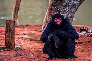 Red-faced spider monkey Facts for Kids